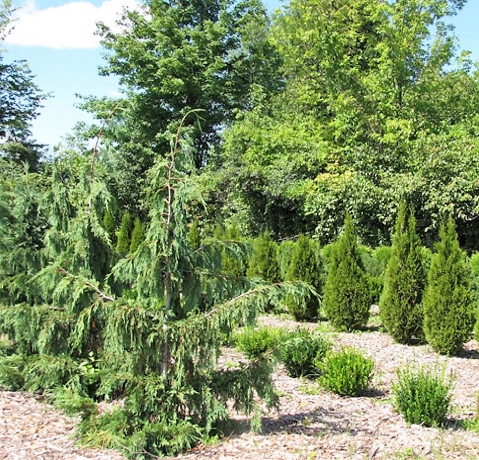 Call Green Street Landscaping today with your landscape ideas, and we ...